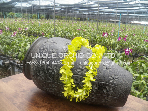 Unique Orchid Co., Ltd.